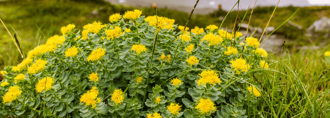 Alaska Rhodiola