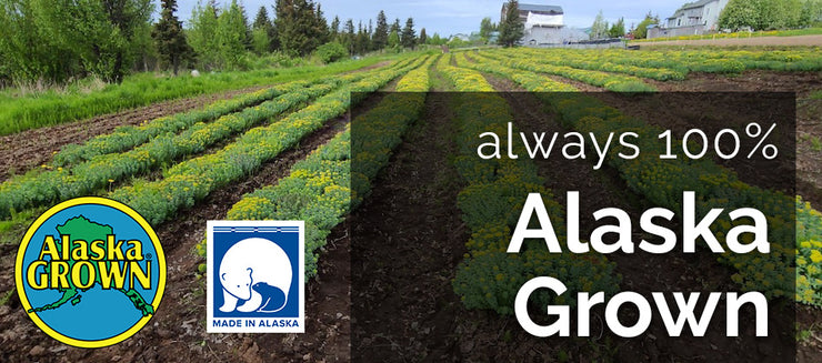 Alaska Rhodiola